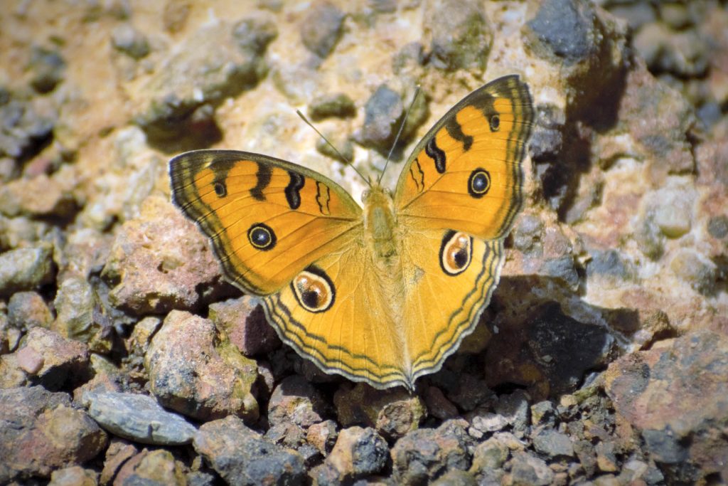 Butterfly Tours - Cambodia Bird Guide Association