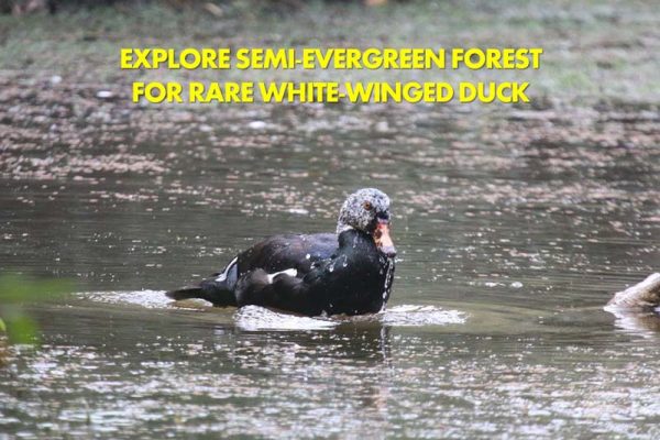 Birding around the Temples of Angkor Wat, Angkor Thom & Ta Prohm