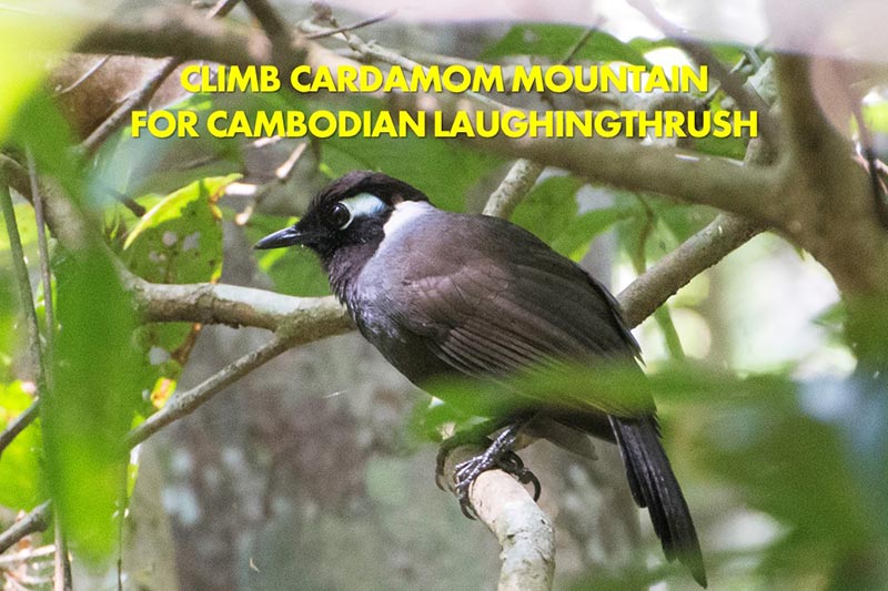 Climbing Phnom Aural Cardamon Mountain for Cambodian Laughingthrush