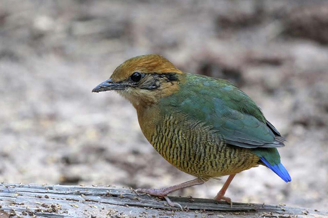 Privacy Policy - Cambodia Bird Guide Association