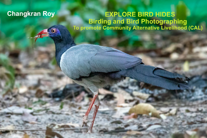 Coral-billed Ground-Cuckoo and More: Birding in Chongkran/Changkran Roy ...